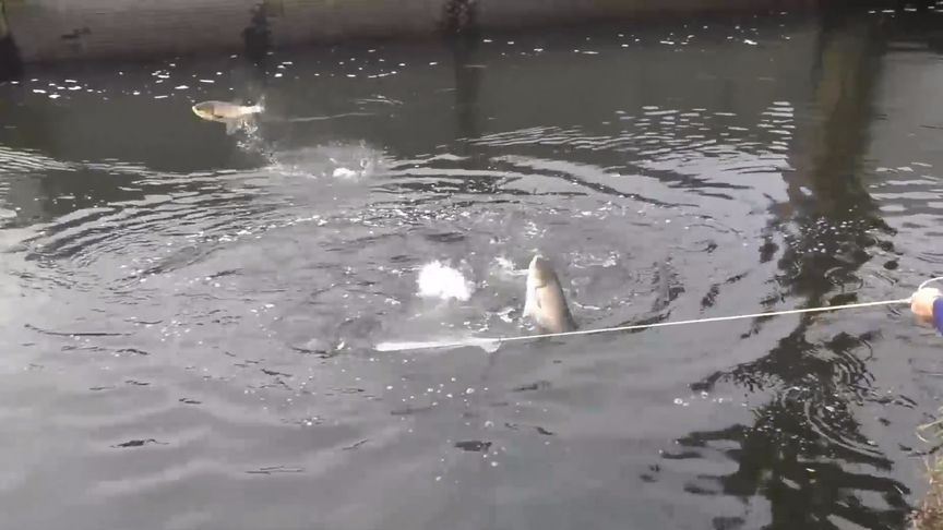 大型工厂的排污口,来了一群大白鲢!