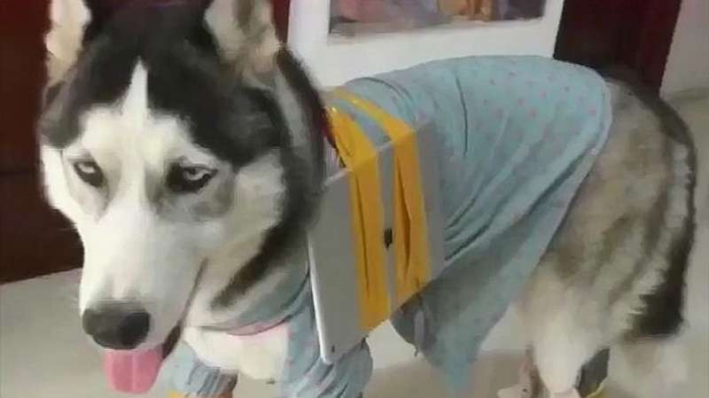 主人巧用二哈在增加微信步数,网友:这得多大的信任,没谁了!