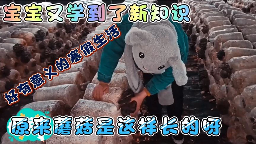 带宝宝去看蘑菇是怎么生长的,又学到了新知识,这个寒假好有意义