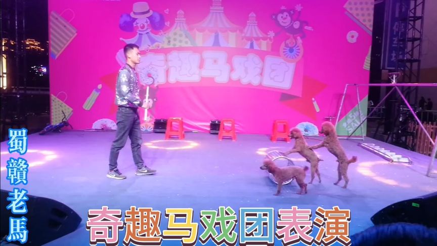 今天当了一回小观众观看了一场小动物的表演小动物们表演得太萌了