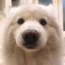 Fancy直 