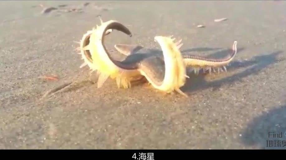 世界上行动最慢的5种动物,乌龟不是最慢,第一位靠雄性生宝宝!