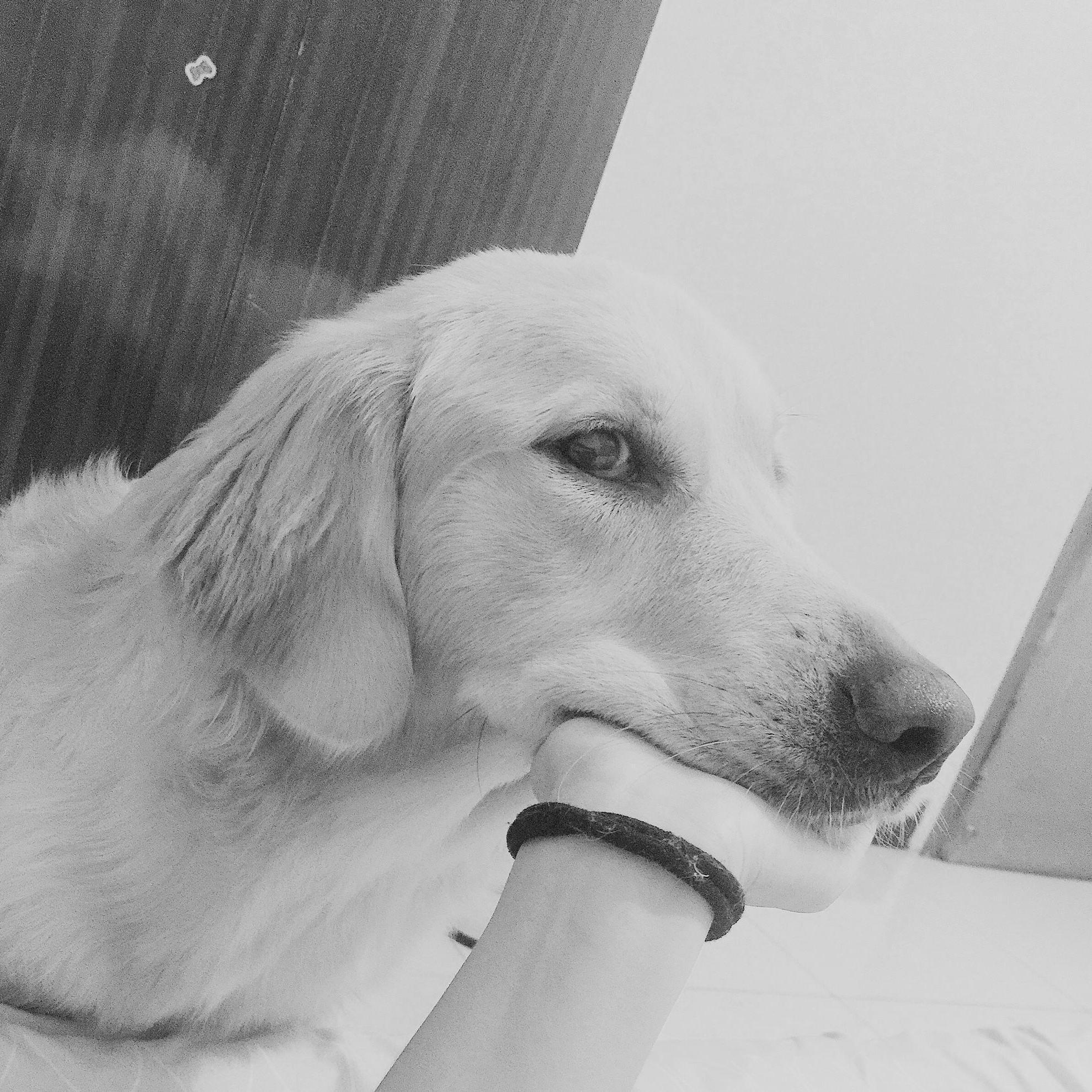 美大哈 