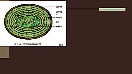 细胞的多样性和统一性