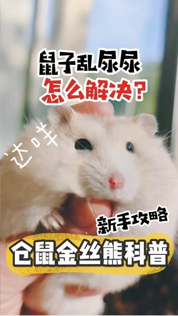 仓鼠乱尿乱拉,定点上厕所的快速训练大法!