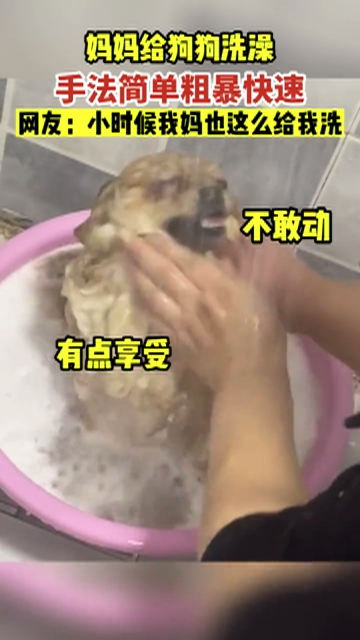 妈妈给狗狗洗澡手法简单粗暴快速,网友:小时候我妈也这么给我洗(视频...