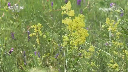 [走近科学]高分辨率遥感技术如何计算产草量