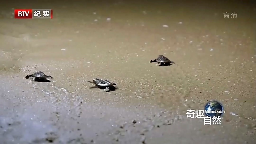 捕捉一只小可爱!小乌龟慢慢爬,真有种岁月静好的感觉!