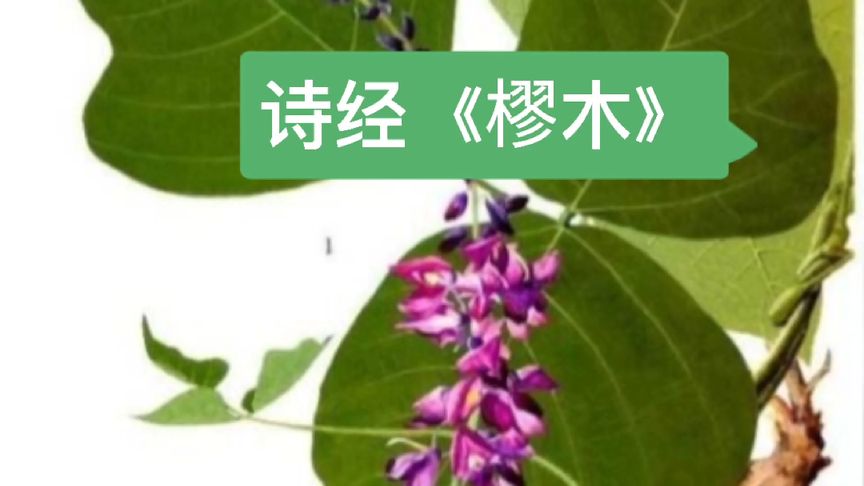 一起读诗经《樛木》
