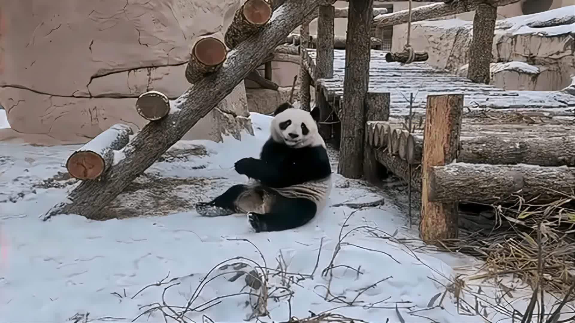 大熊猫在俄罗斯太受欢迎了,狗熊怒了:都是熊,这差距为何如此大