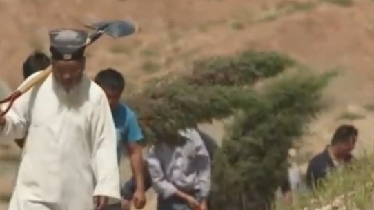 道长在荒山上种植树木 绿化面积达100多亩