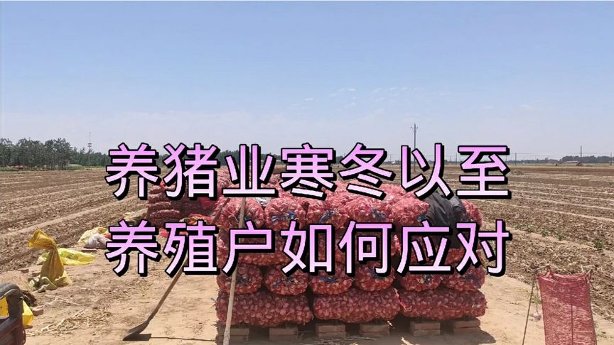 全国猪价加速下滑,东北多地跌破7元/斤。寒冬以至,如何应对呢?