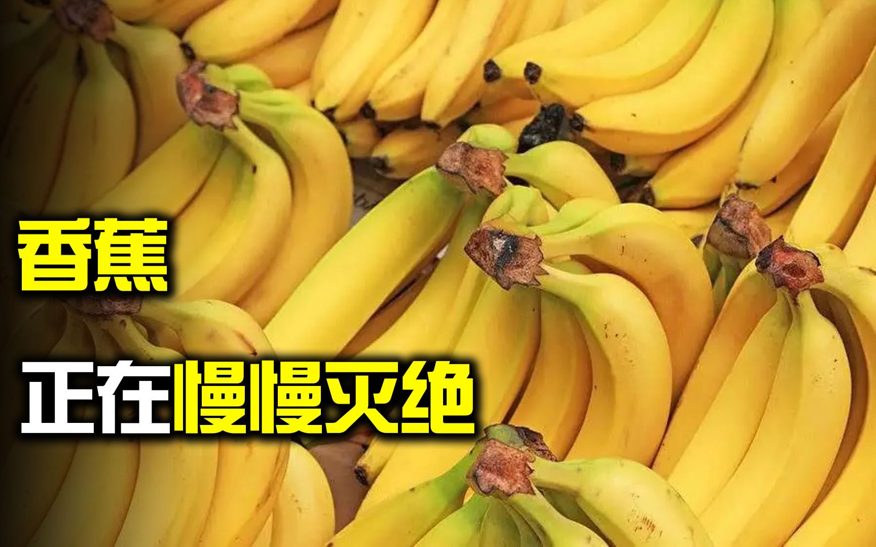 香蕉正在慢慢灭绝?什么是香蕉瘟疫?了解香蕉的前世今生