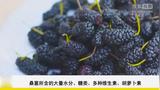 四月桑葚赛人参,每天吃几粒,能软化血管,排出体内毒素