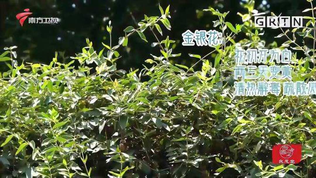 干货!教您辨认10味常见的中药材,守护自身健康|健康生活家