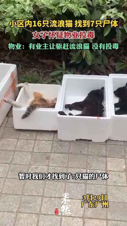 女子怀疑物业对流浪猫投毒