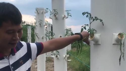 牛人大哥无土栽培的小番茄,虽然十分干净,但是产量比普通的少一半!