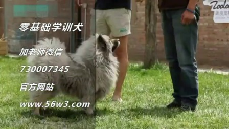 怎么训练狗狗定点大小便 怎么教小狗在固定的地方大小便 狗训练视频