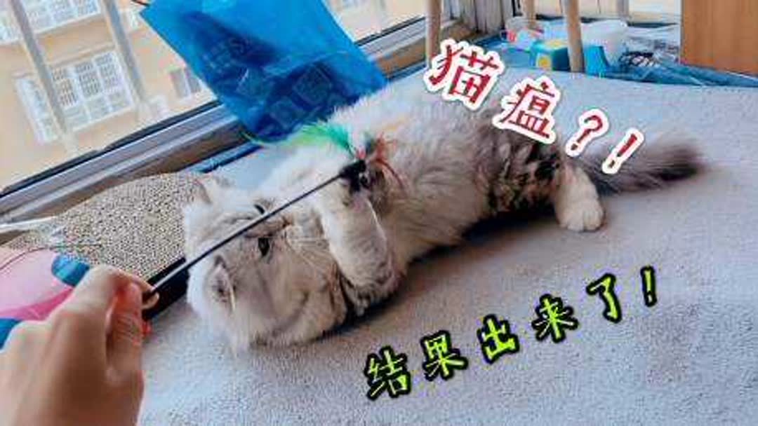 猫咪检测猫瘟,结果出来主人松了口气!