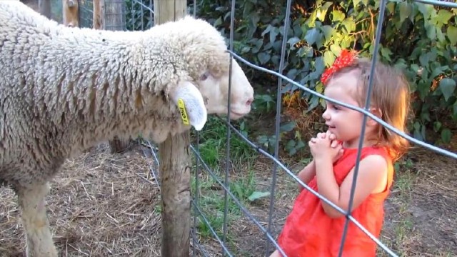 小羊看到小宝宝模仿它,羊脾气一下就来了,下秒大家憋住别笑