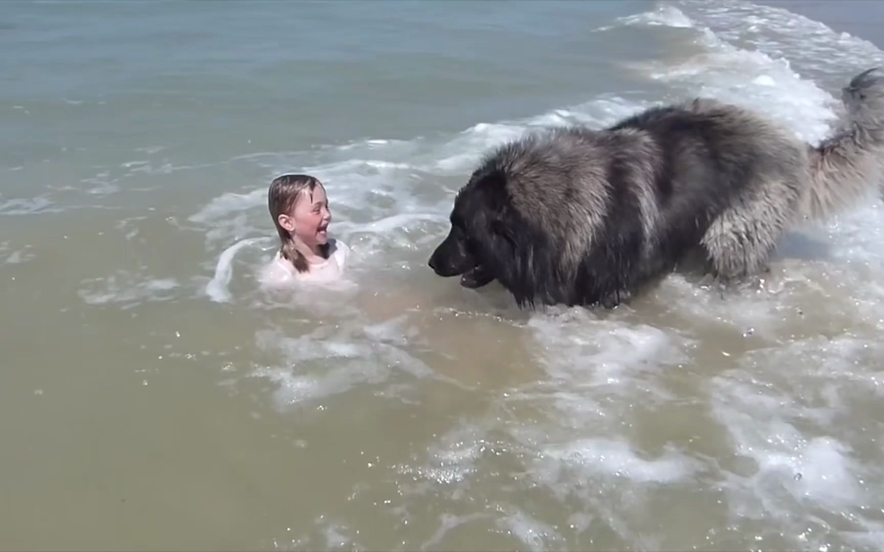 一小女孩突然被巨型犬咬住不放,太可怕了