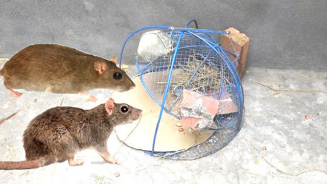 这种捕鼠笼你见过吗?为什么抓到了老鼠,网友说还不如一只猫!