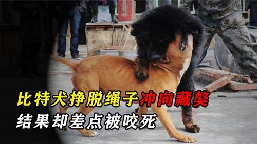 嚣张比特犬挑衅藏獒,没想到却碰上了硬茬,被咬到生活不行自理