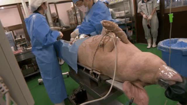 日本培养的“半人半猪”,体内都是人体器官,可以移植到人身上
