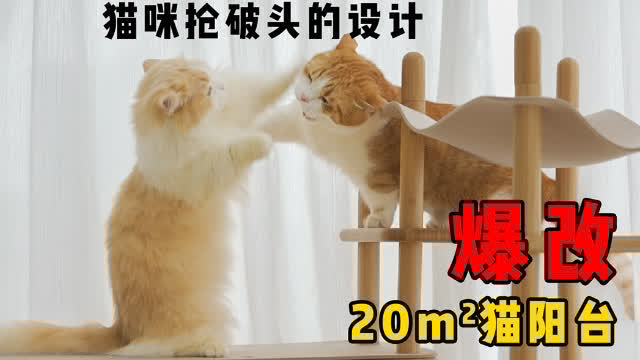 爆改20平米猫房阳台，从无猫问津到为地盘大打出手！