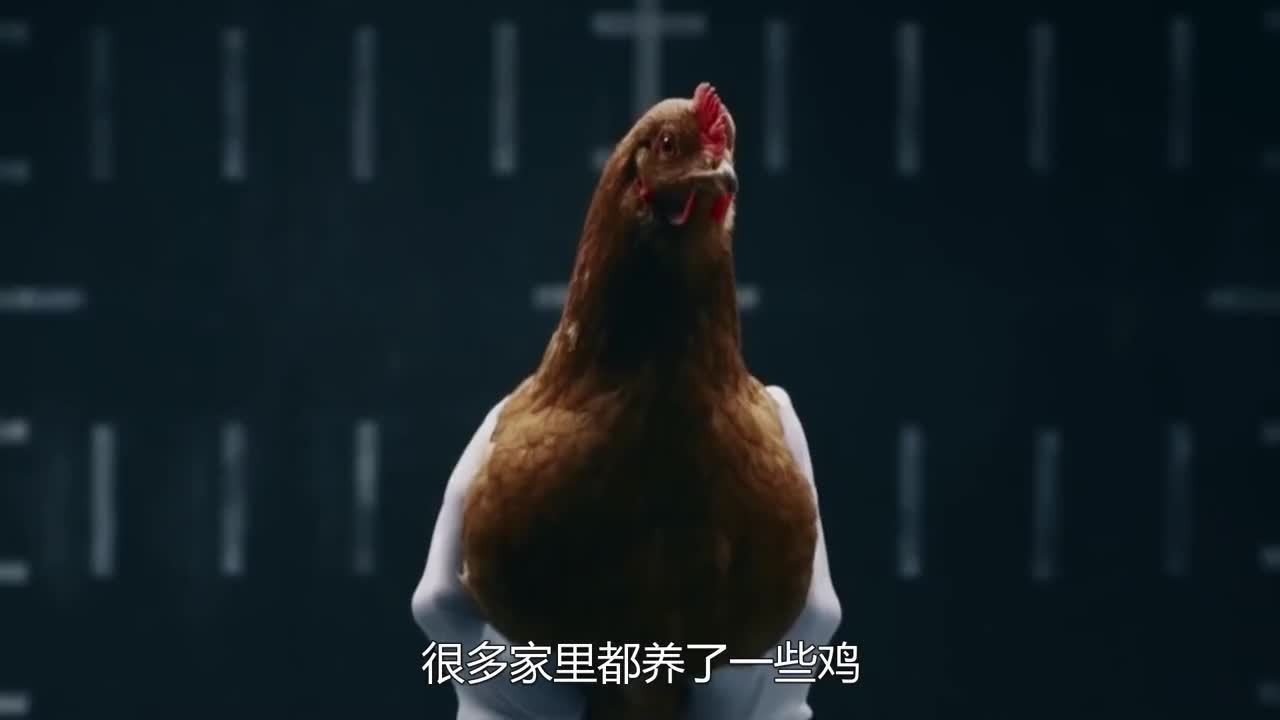 鸡头稳定的原理是什么为什么头能保持一动不动