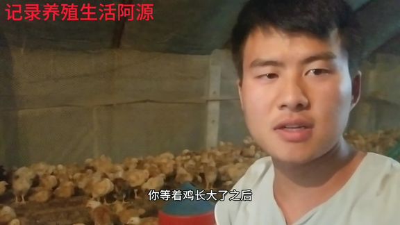 阿源养殖,小鸡已经有一个月了,做好这几点成活率可达百分百