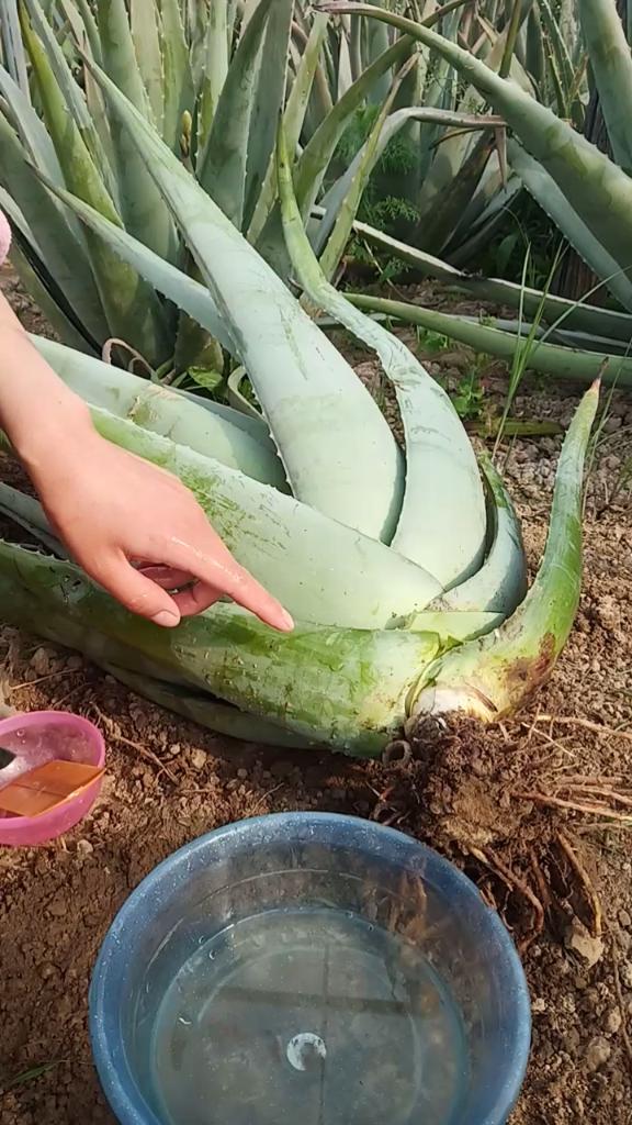 芦荟正确使用方法
