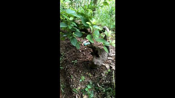 紫花映山红