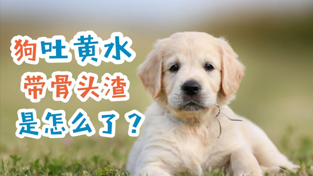 狗吐黄水带骨头渣是怎么了?