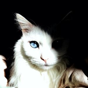 番茄鸡蛋鸡胸肉 