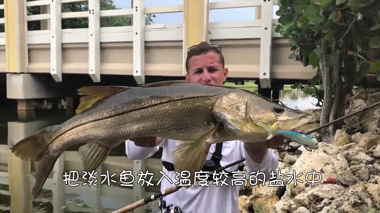 把淡水鱼放入温度较高的盐水中,鱼会怎么样,镜头拍下全过程!