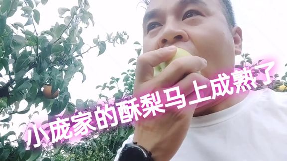小庞家的梨子马上成熟,今年产量暴增!雨水大,比以往的都好吃