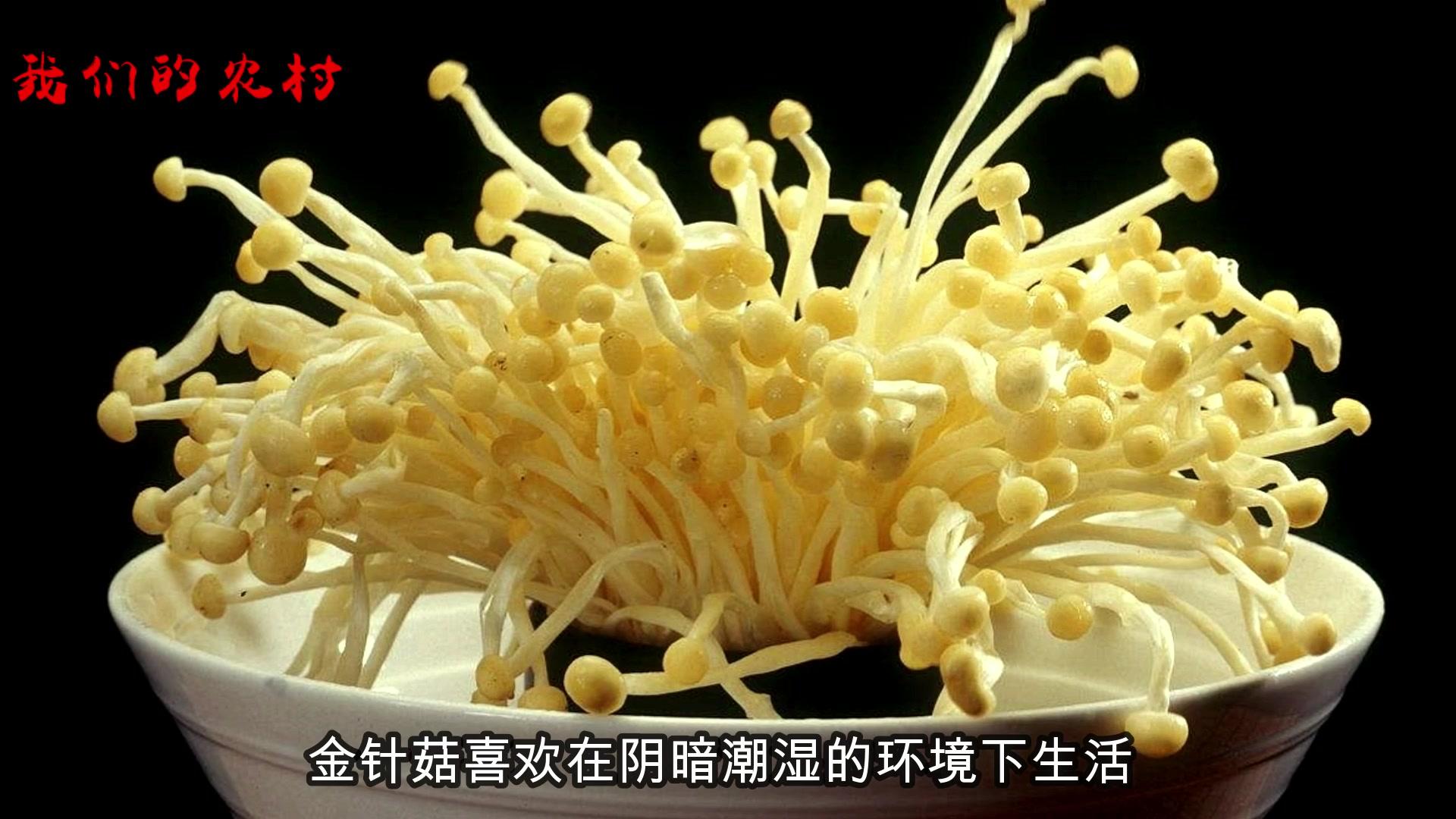 有太阳的地方长不大,有人认为含毒不能吃,烫火锅却让人吃不腻