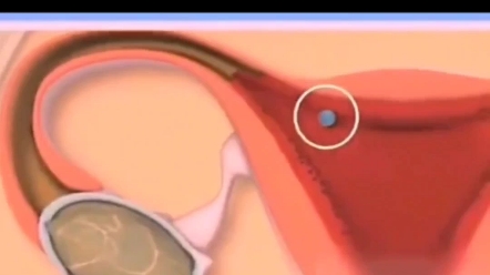 胎儿的形成过程,网友:曾经我们都是跑的最快的