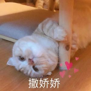 霓虹的零零散散New 