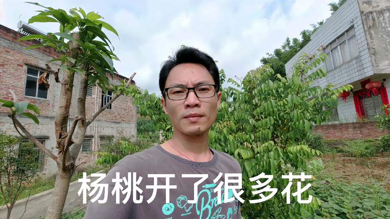 四季甜杨桃开了好多花,去年种下的,长得挺快的!