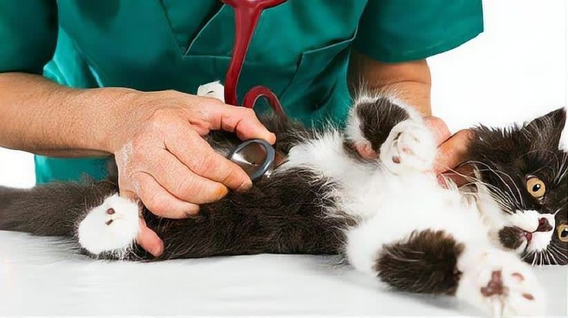 猫的心跳很快正常吗?
