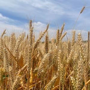 苏北农村刨发户 