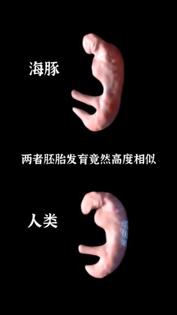 新建文件夹两者胚胎高度相似