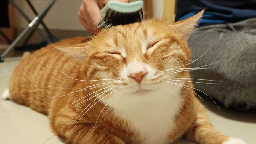 这么主动撒娇的小猫咪,实在太好撸了