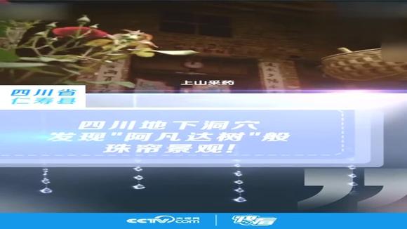 四川首例!地下洞穴惊现“阿凡达树”梦幻奇景