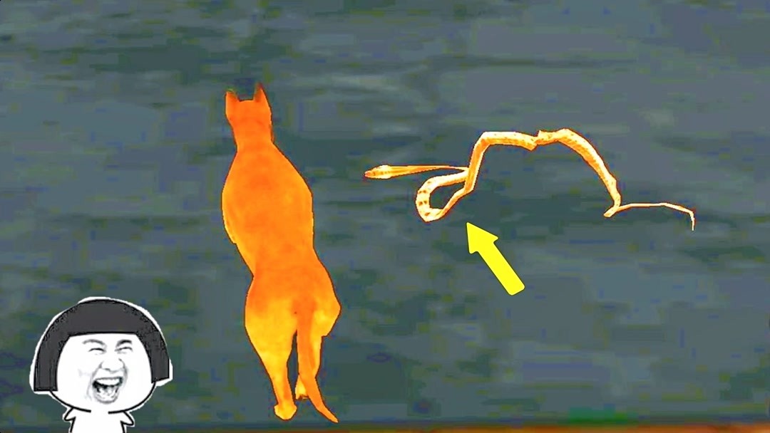 小狗模拟器:小狗突然遭到眼镜蛇攻击,开始反击!