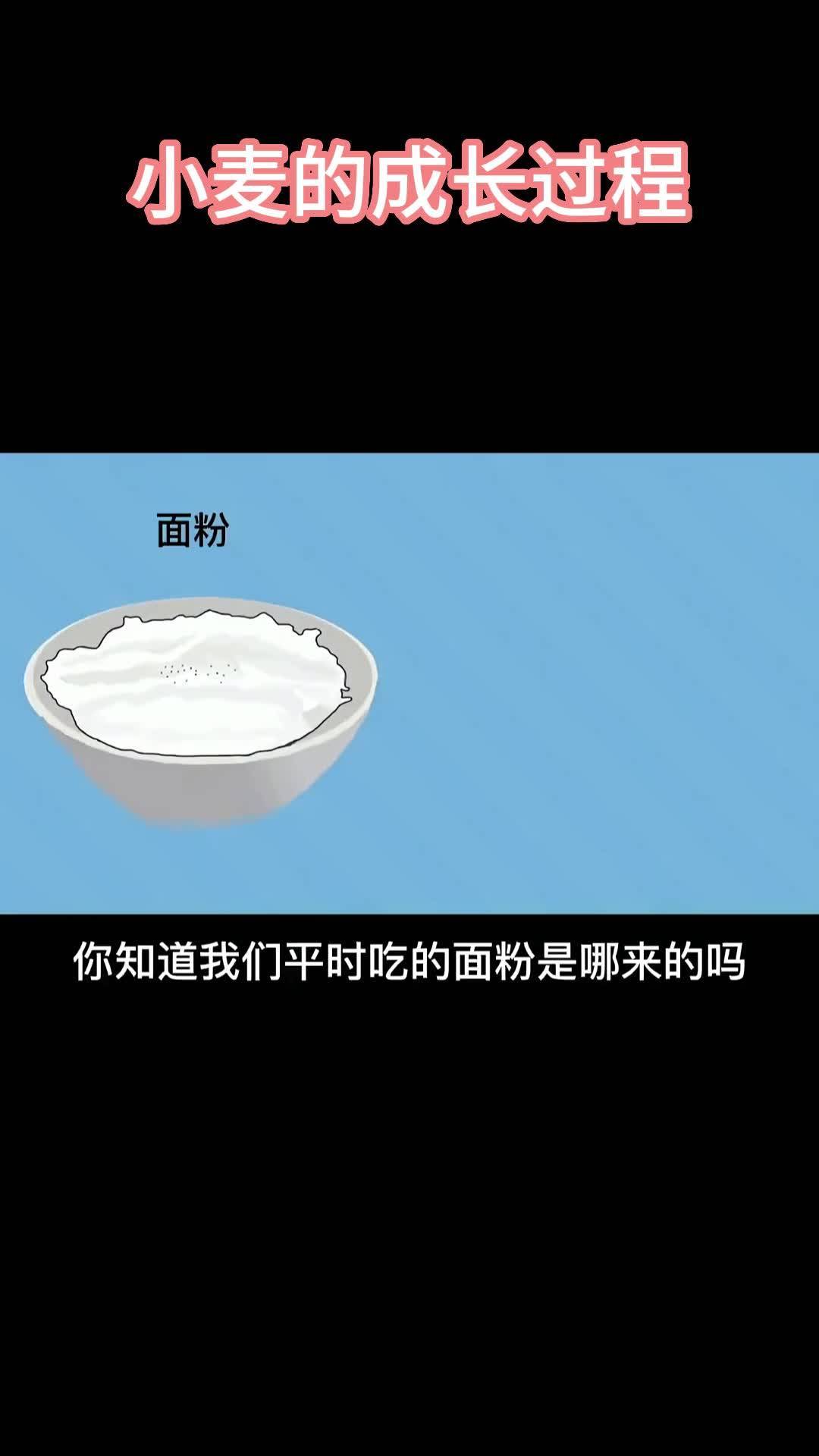 小麦的成长过程