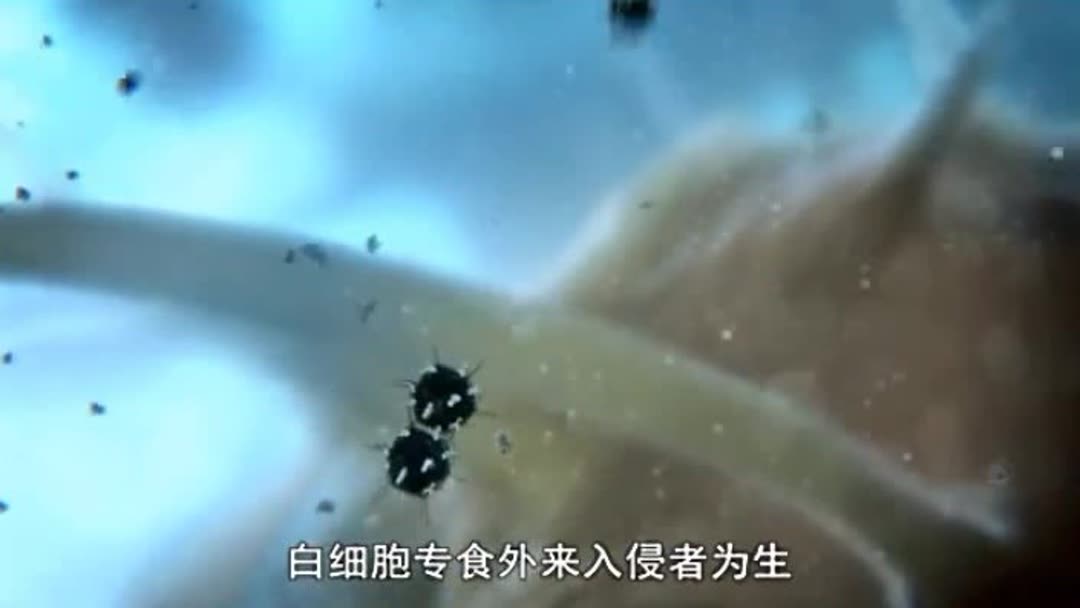 病毒入侵细胞