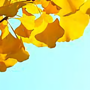 两小无猜久长时